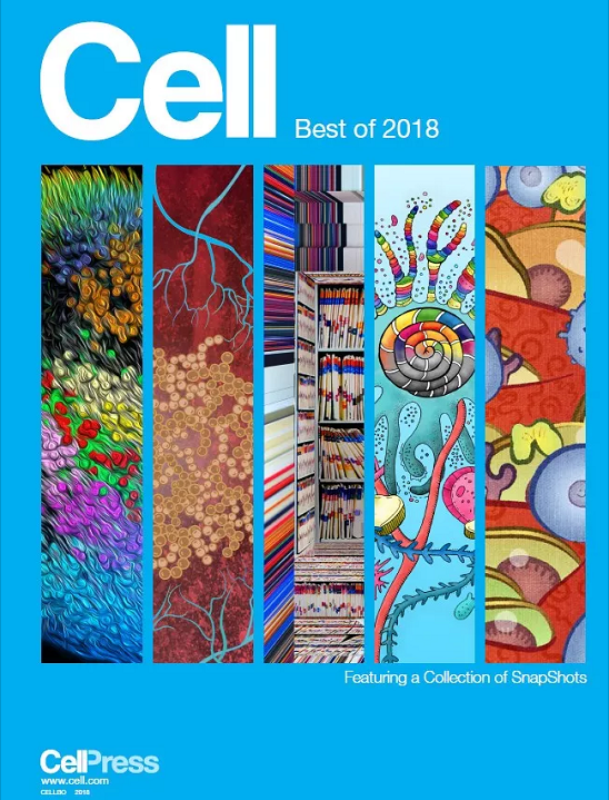 2018年最精彩的8篇Cell论文，中国占了3篇 - 巧译思专业学术论文服务